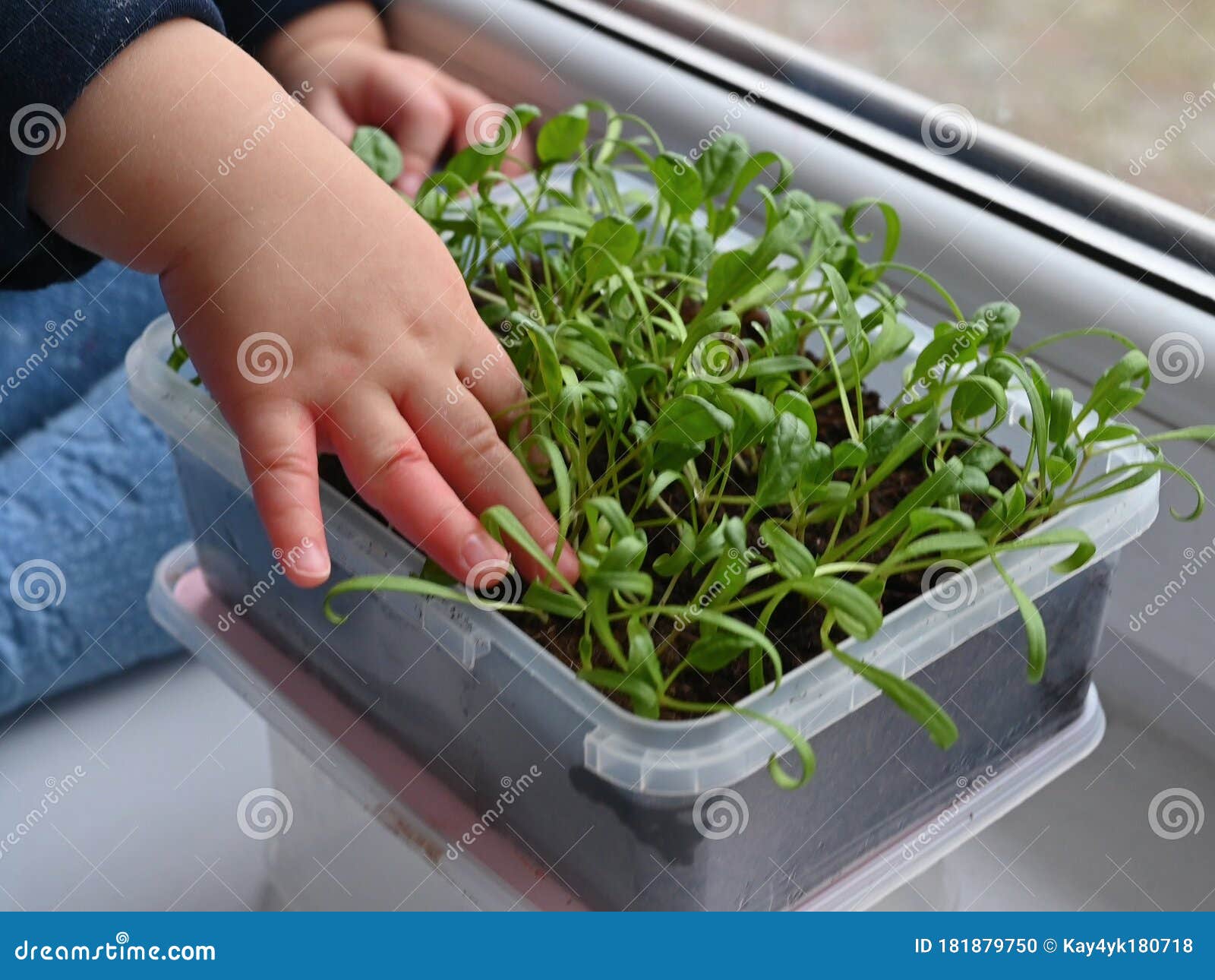 The Child Touches the Young Shoots of Plants Stock Photo - Image of ...