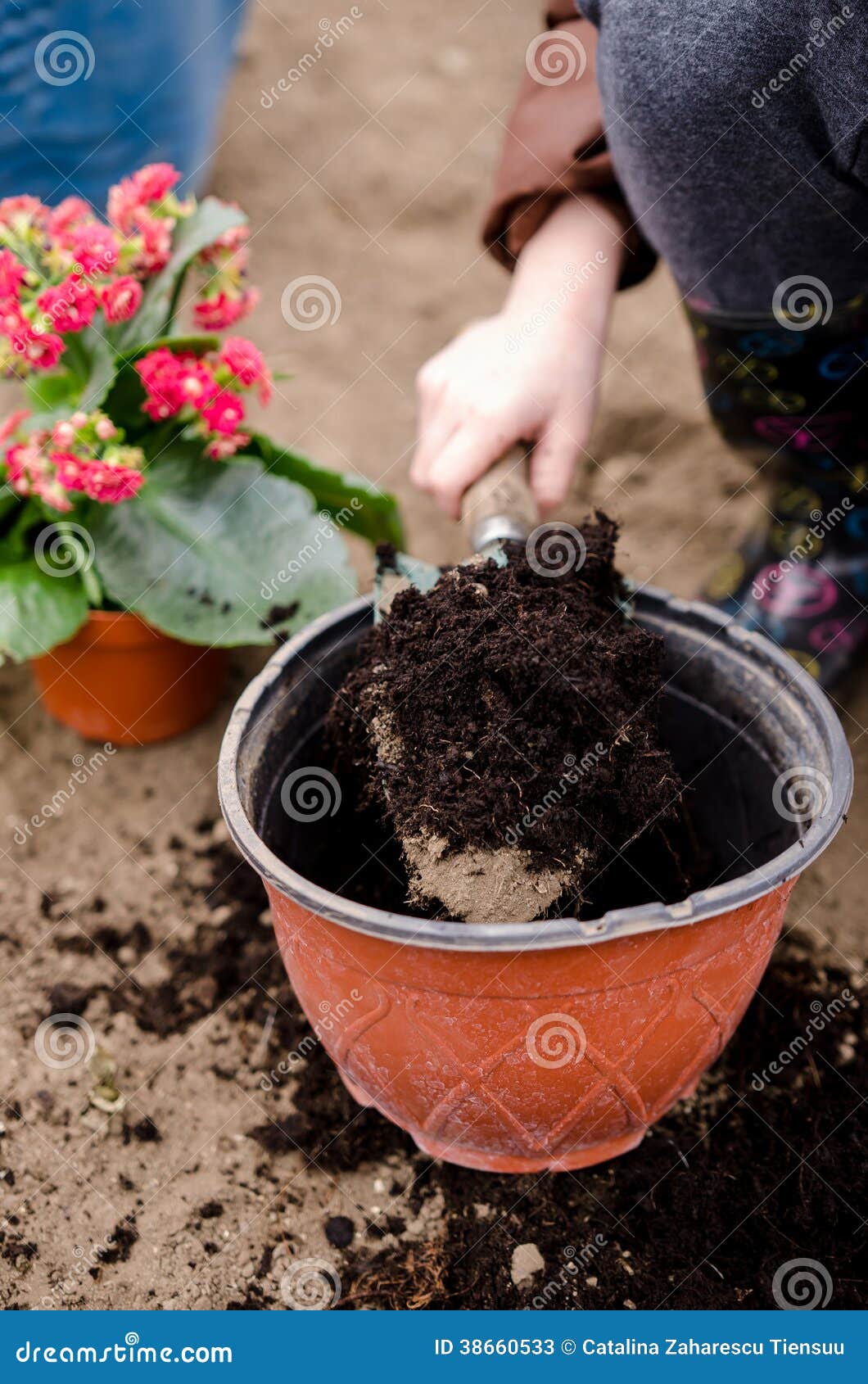 Child with trowel stock image. Image of blossfeldiana - 38660533