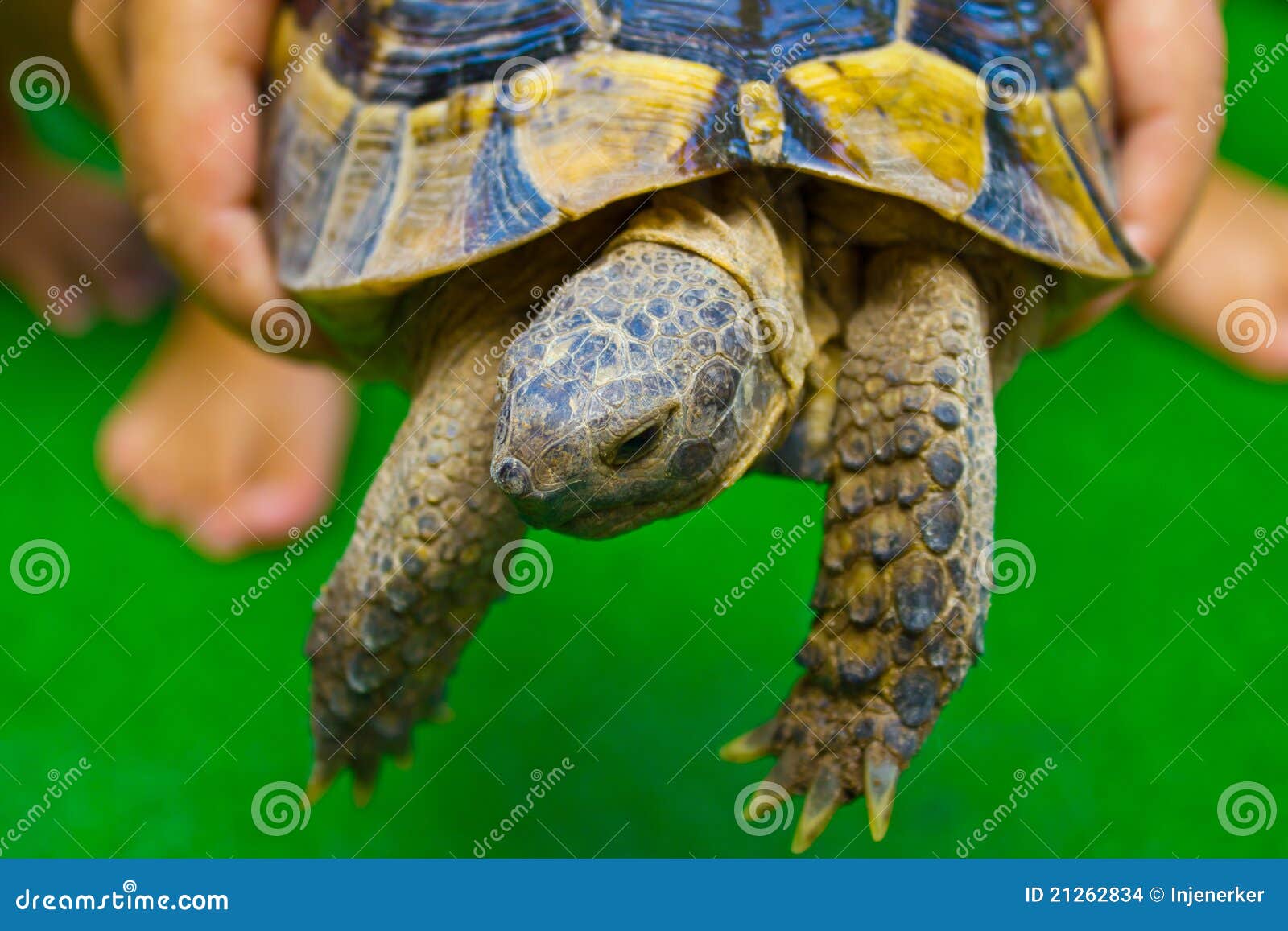 The child and turtle stock photo. Image of girl, people - 21262834