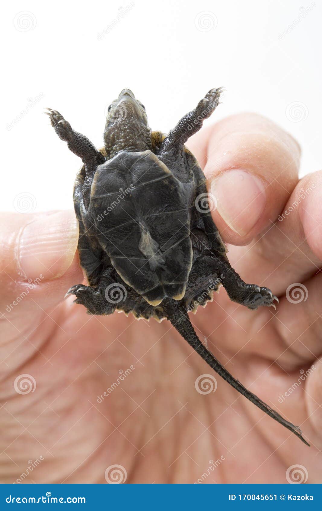 Child On A Sea Turtle Raft Royalty-Free Stock Photography ...