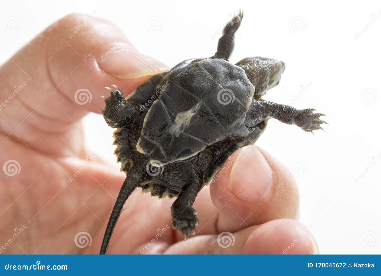 Child turtle navel stock photo. Image of animal, stone - 170045672