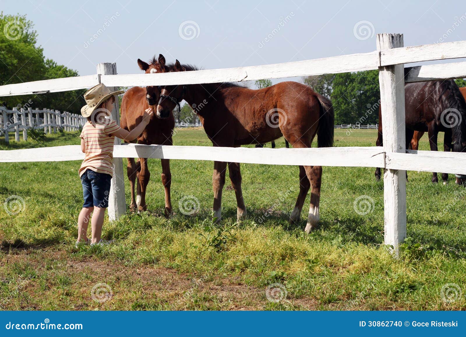 Child with two foal stock photo. Image of childhood, field - 30862740