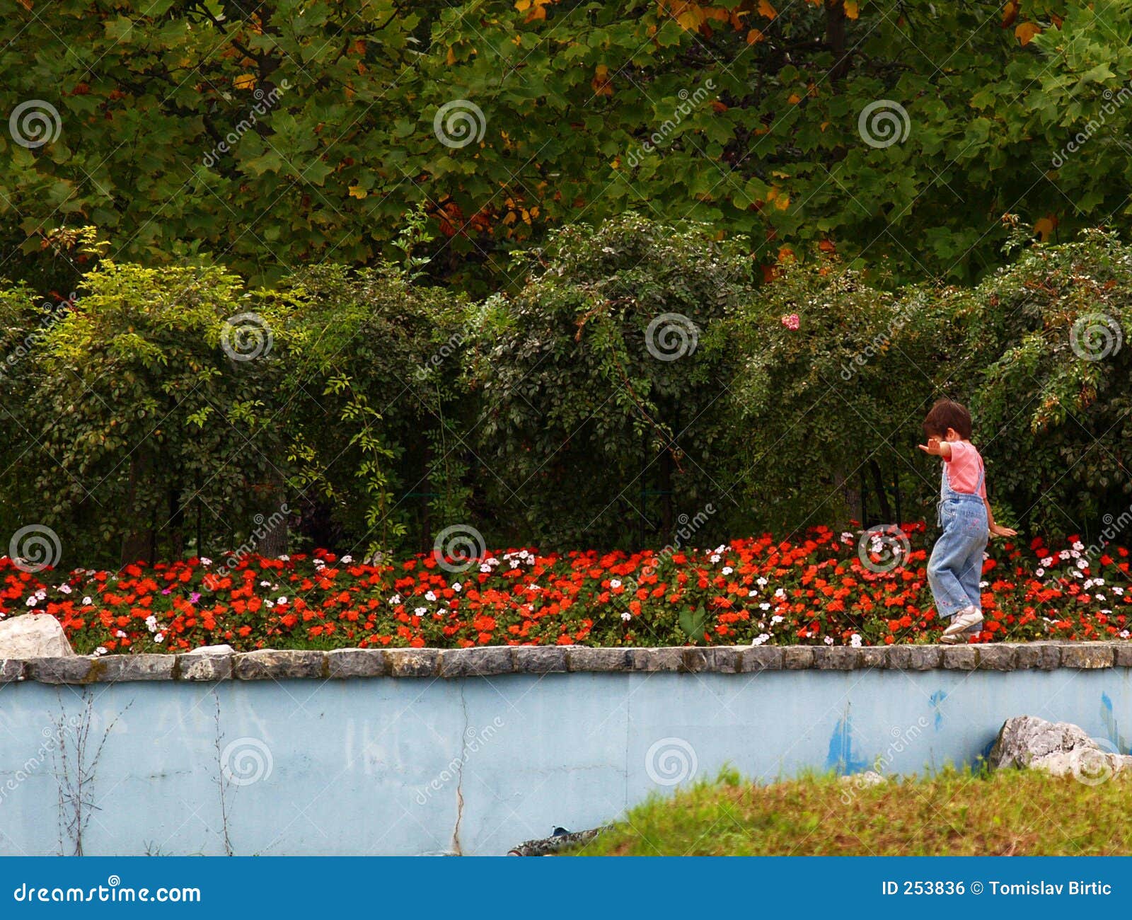 Child / Unaware of Danger stock photo. Image of risk, little - 253836