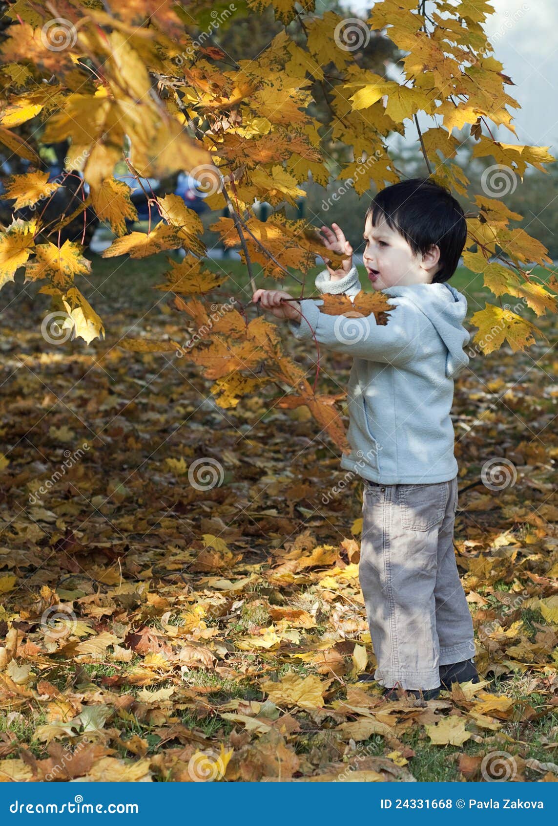 Child under autumn tree stock photo. Image of leisure - 24331668