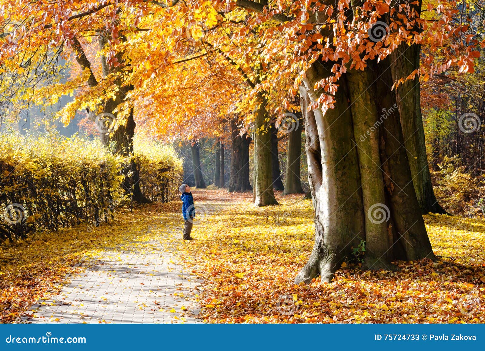 Child Under Tree in Autumn Park Stock Image - Image of little ...