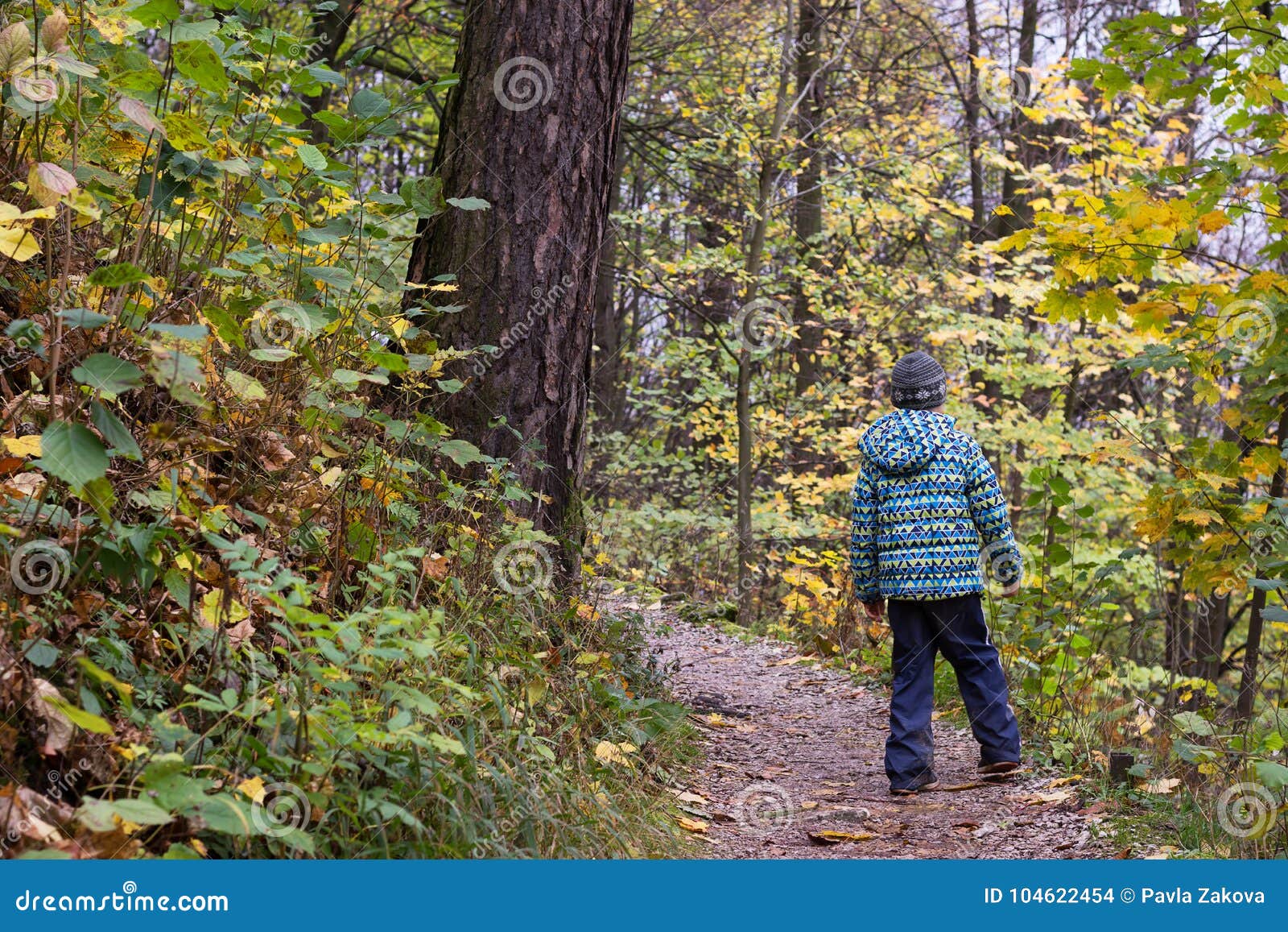 Child walking in a forest stock photo. Image of trees - 104622454