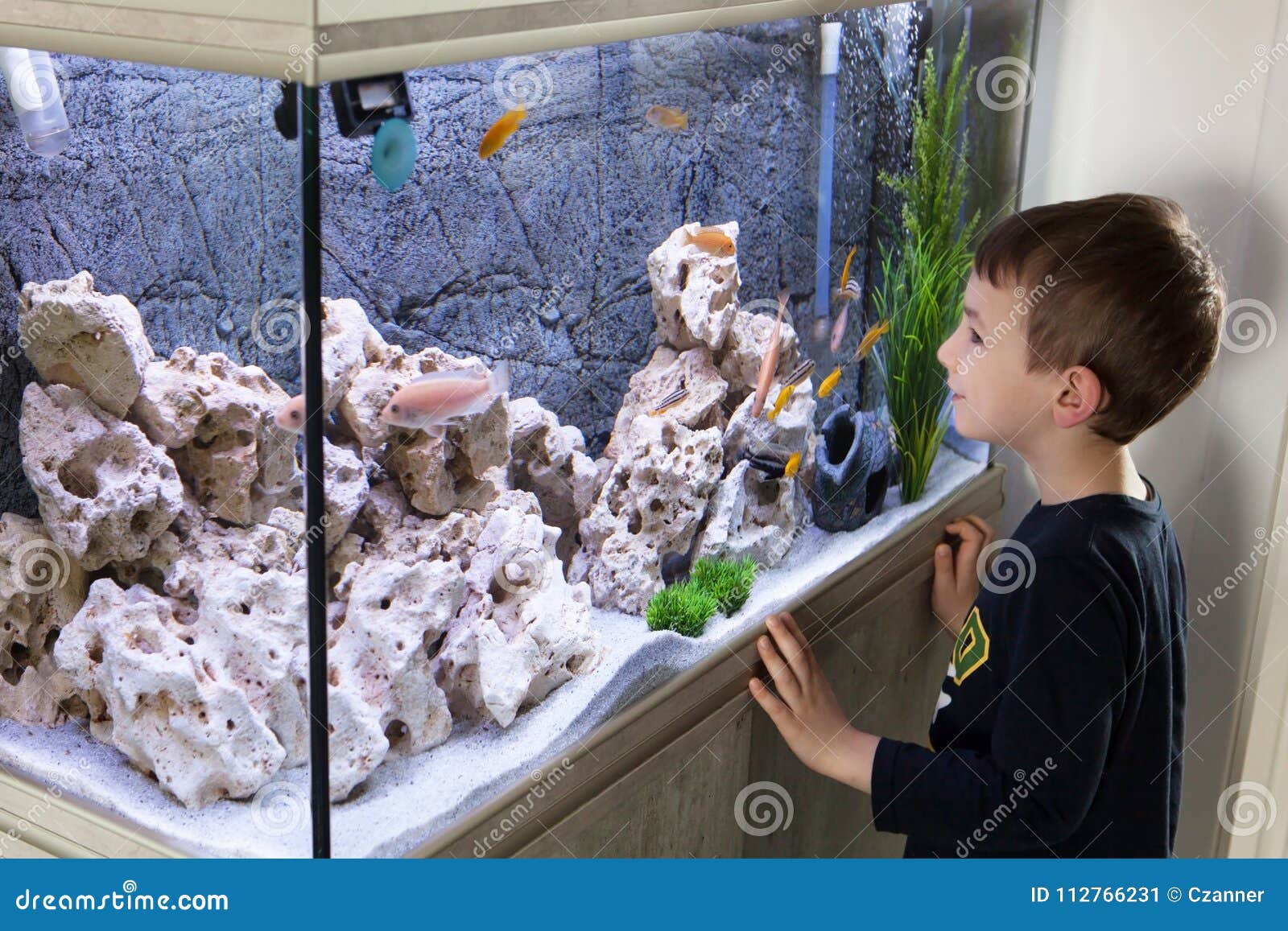 Child watching fish tank. stock image. Image of child - 112766231