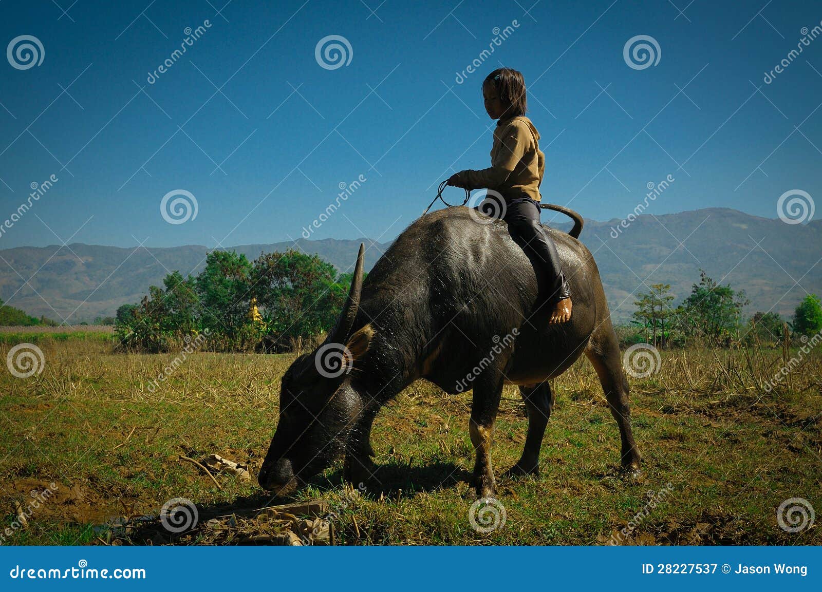 Child on water Buffalo editorial photography. Image of farmer - 28227537