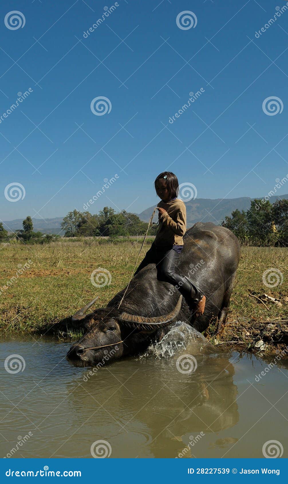 Child on water Buffalo editorial stock image. Image of riding - 28227539