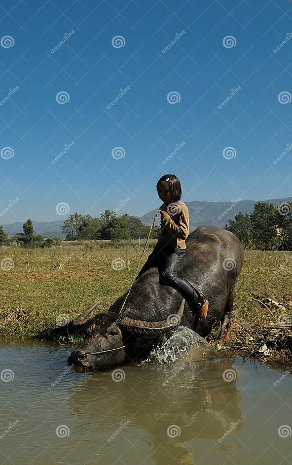Child on water Buffalo editorial stock image. Image of riding - 28227539