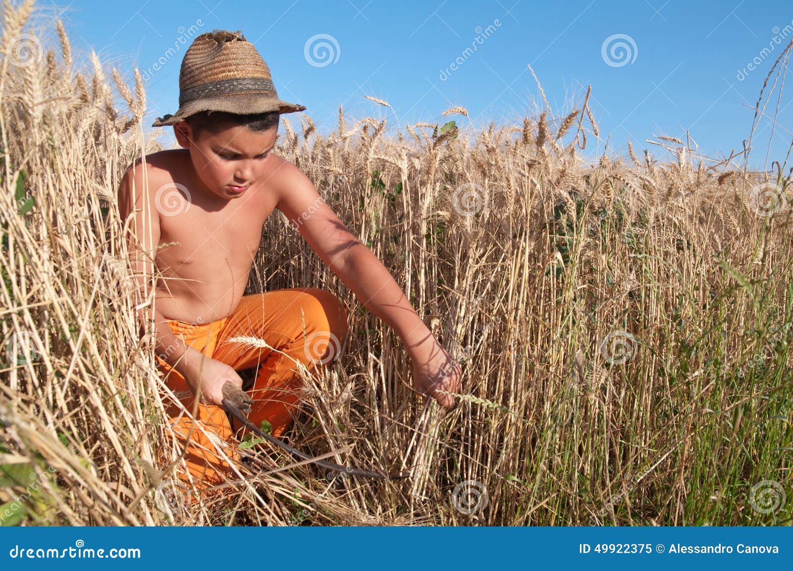 Child who cuts the grain stock image. Image of person - 49922375