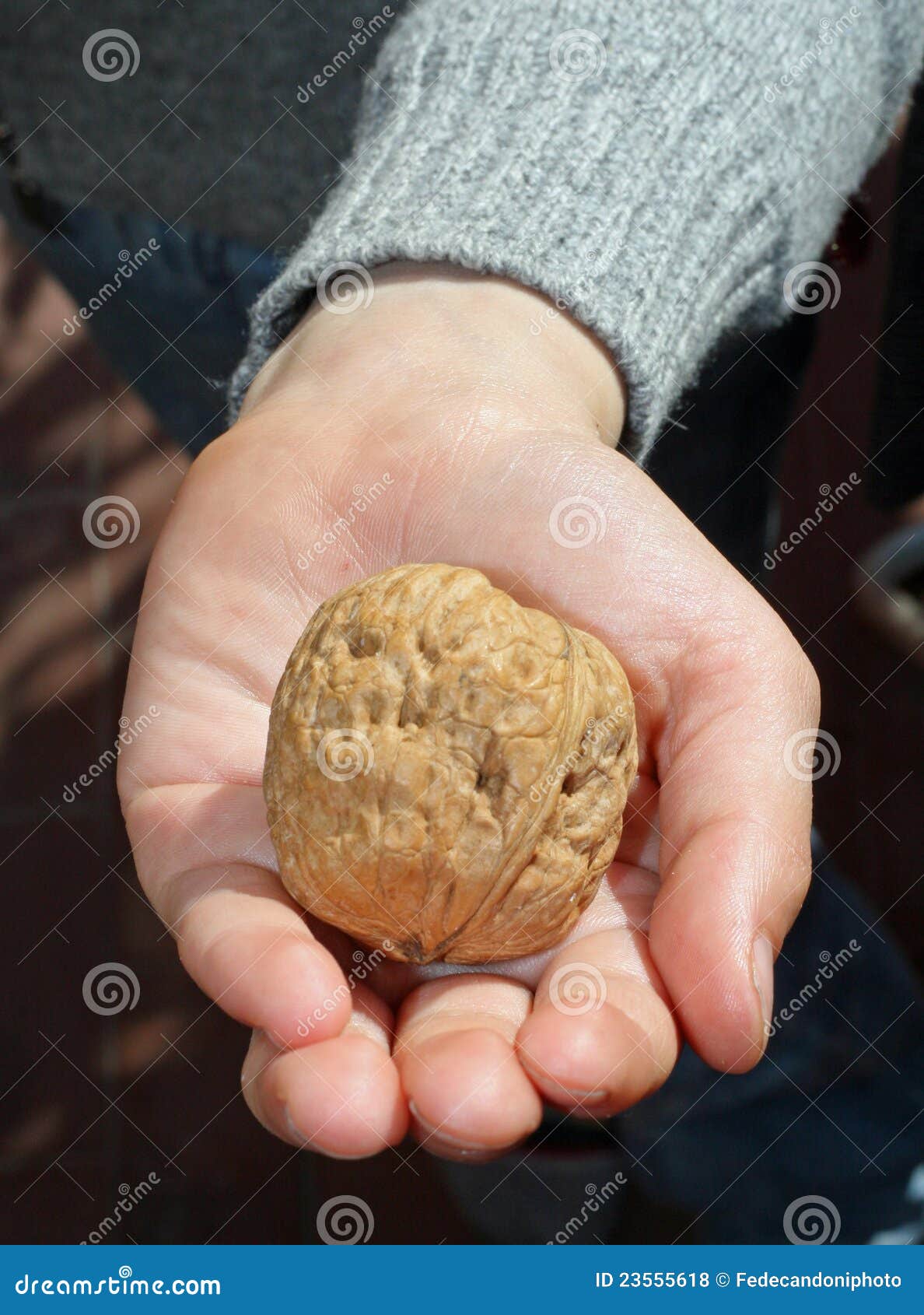 Child Who is Holding a Walnut Stock Photo - Image of fruit, baby: 23555618