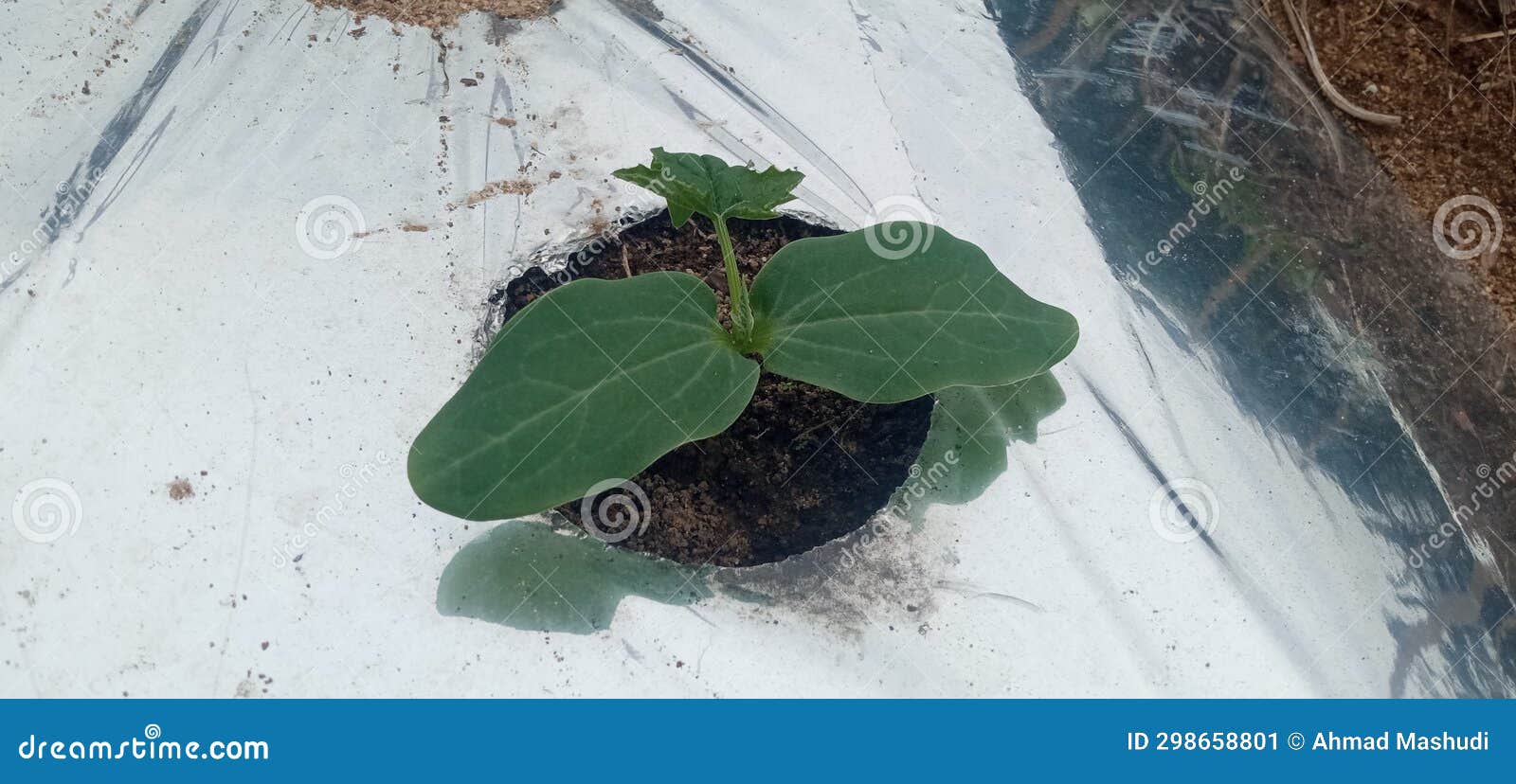 Childhood vegetable crops stock image. Image of minimalis - 298658801