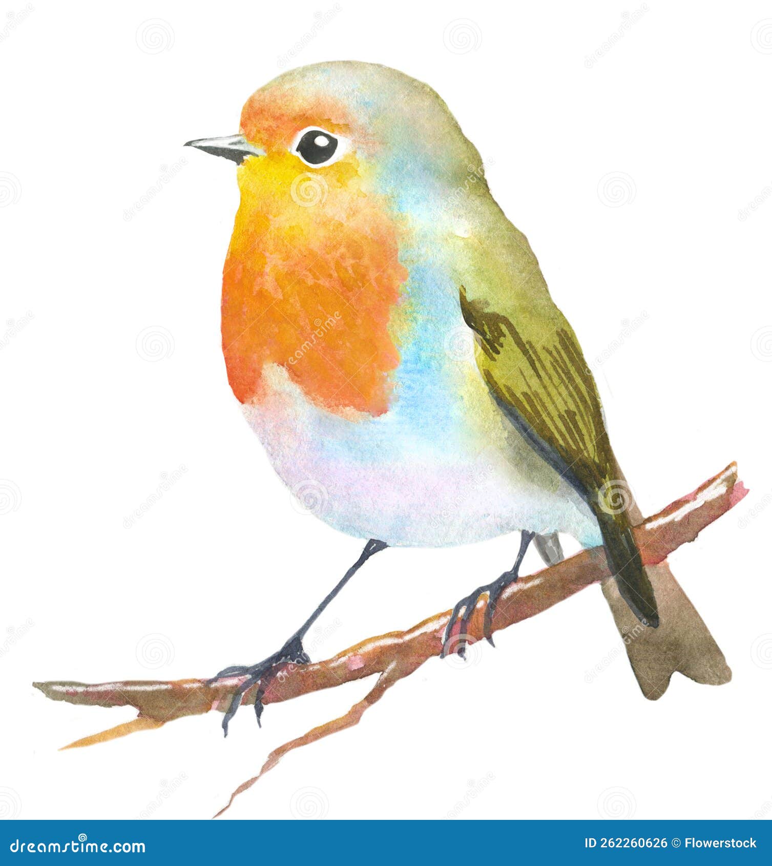 Watercolor Drawing of Robin Isolated on White Stock Illustration ...