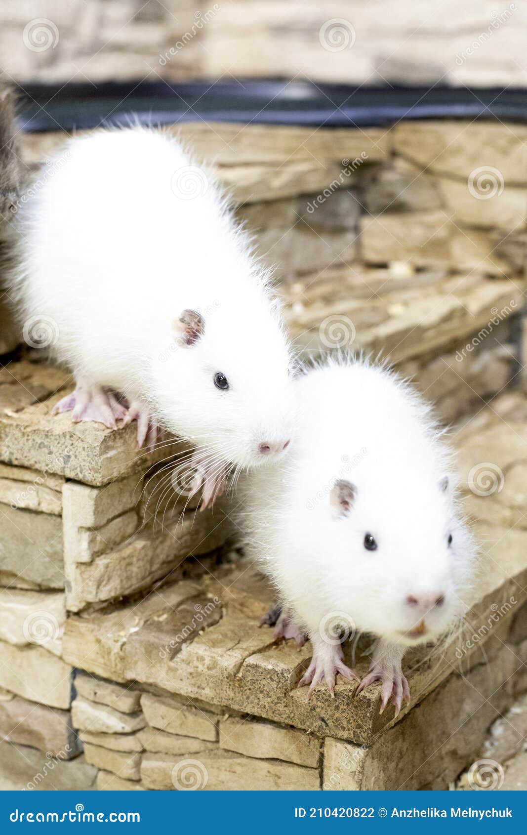 Children of the Albino White Nutria Stand on the Steps Stock Photo ...
