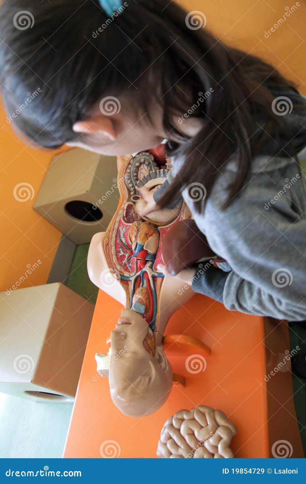 Children Anatomy With Digestive System Royalty-Free Stock Photography ...