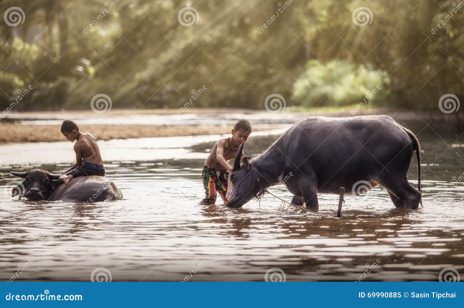 Children with Buffalo stock image. Image of countryside - 69990885