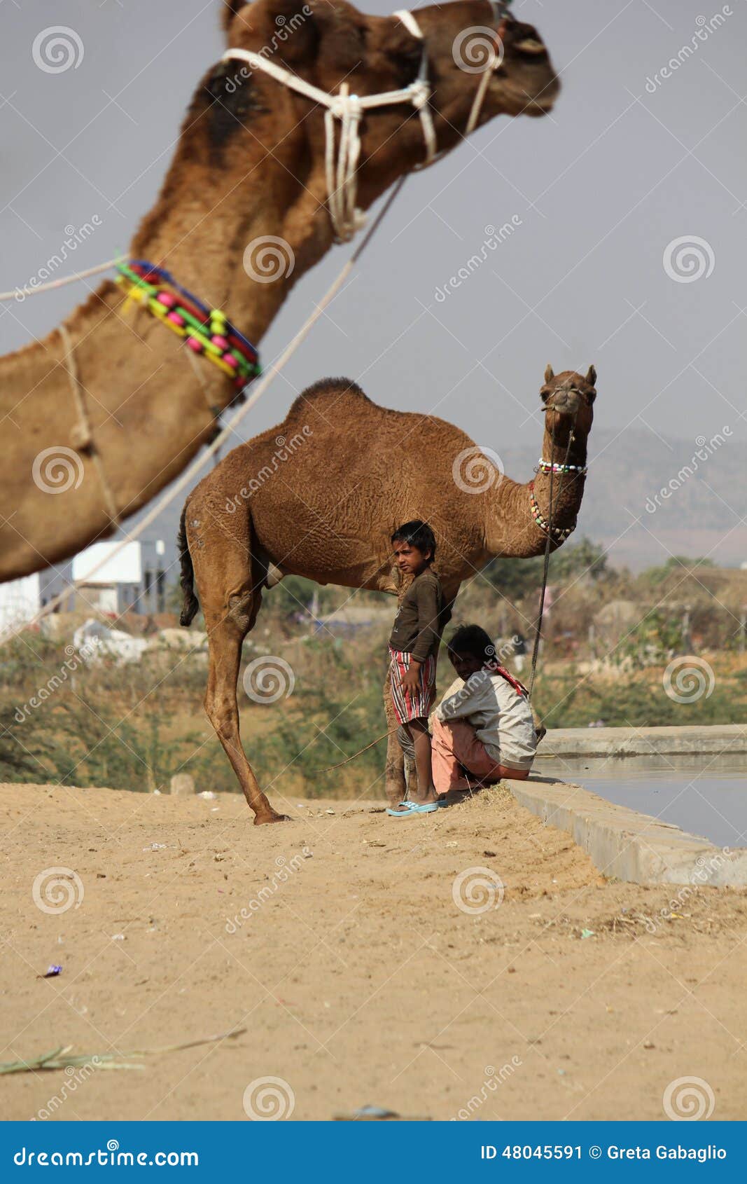 Children with a camel editorial photo. Image of desert - 48045591