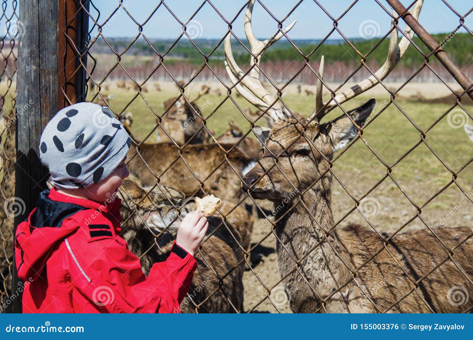 Children on a deer farm stock photo. Image of love, summer - 155003376