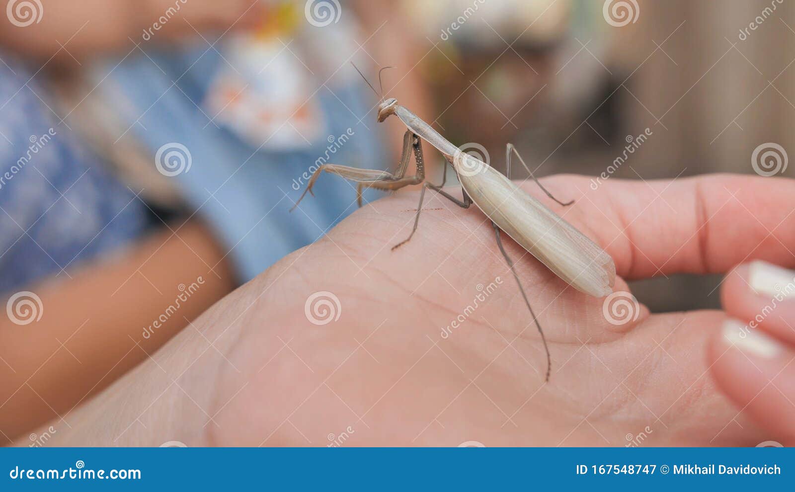 Children Examine an Insect Mantis on a Hand. Stock Image - Image of ...