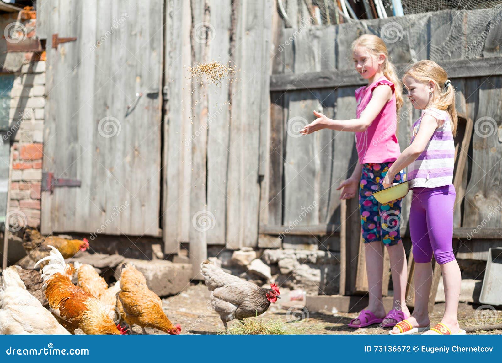 Children fed chickens stock photo. Image of organic, domestic - 73136672