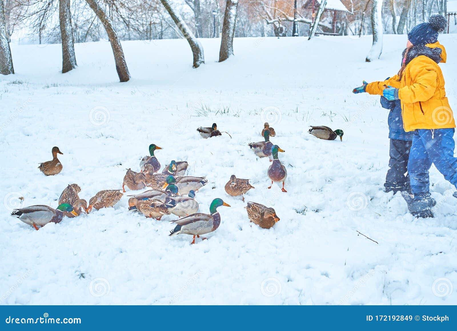 Children Feed Hungry Ducks in Winter. Stock Image - Image of snow ...