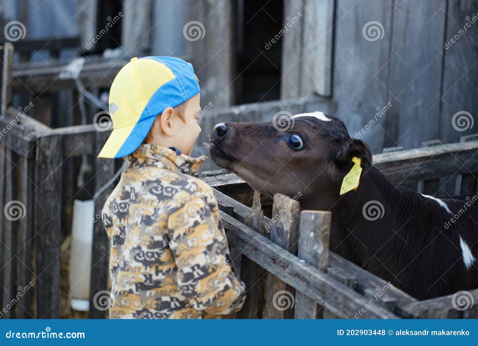 Children Feed Little Calves of Cows on the Farm Stock Photo - Image of ...