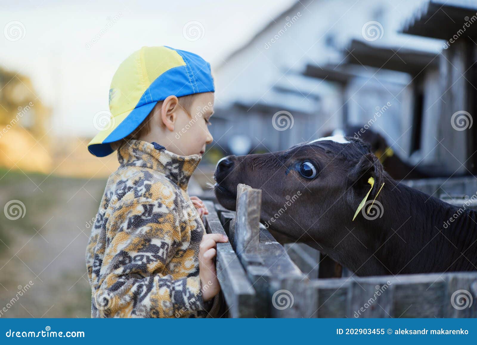Children Feed Little Calves of Cows on the Farm Stock Image - Image of ...