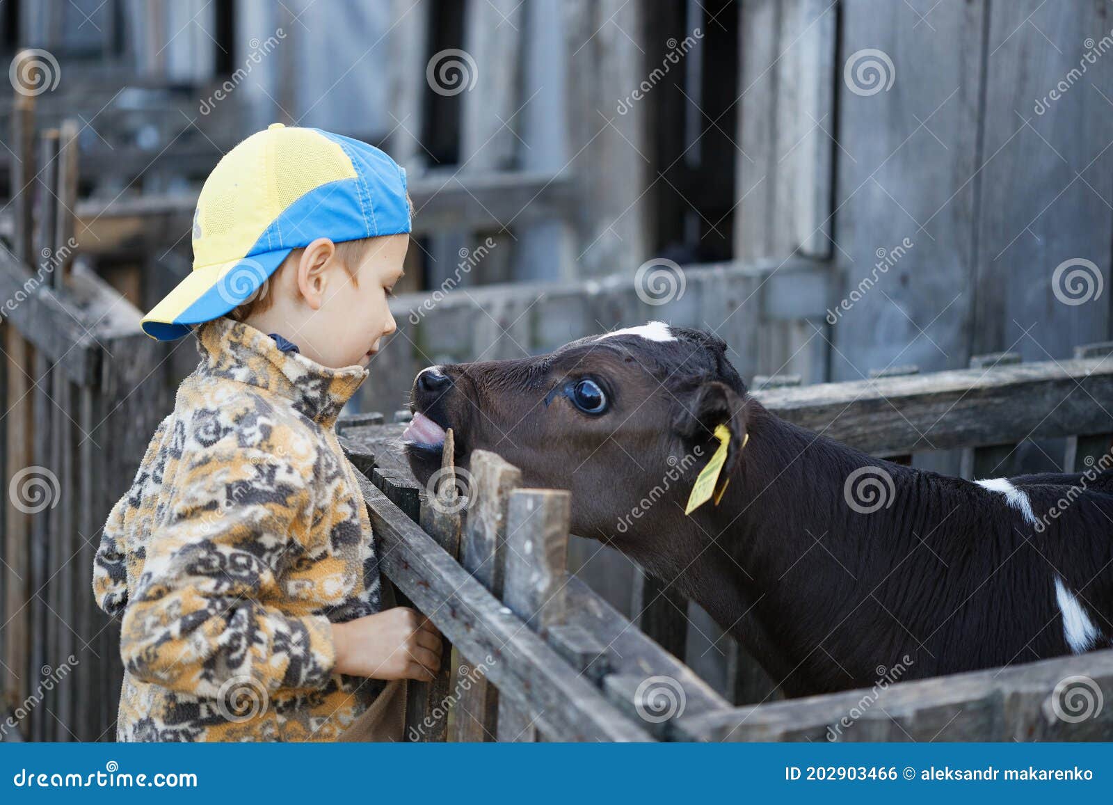 Children Feed Little Calves of Cows on the Farm Stock Photo - Image of ...