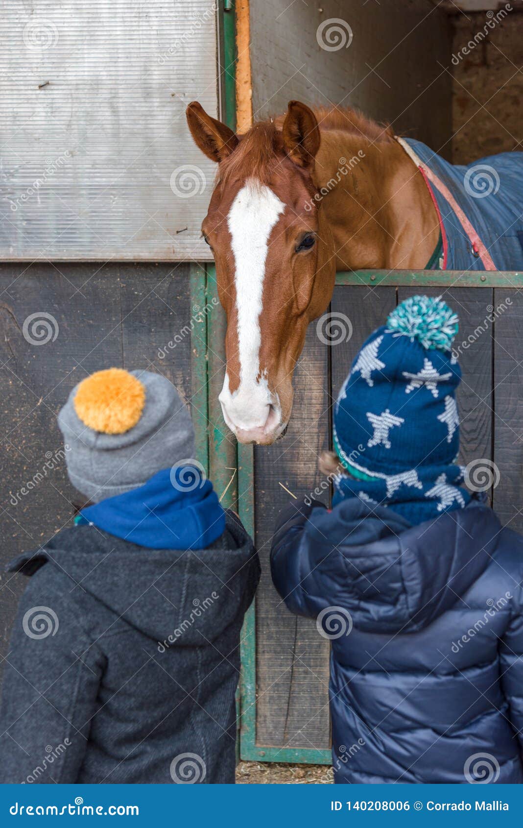 Children Feeding a Horse in a Stable Stock Photo - Image of brown ...