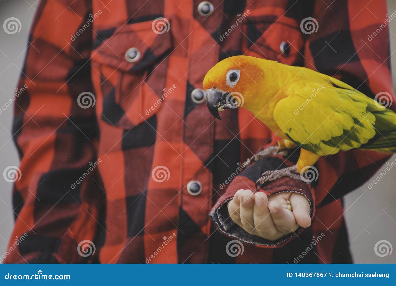 Children Give a Food for a Bird in the Park Stock Image - Image of ...