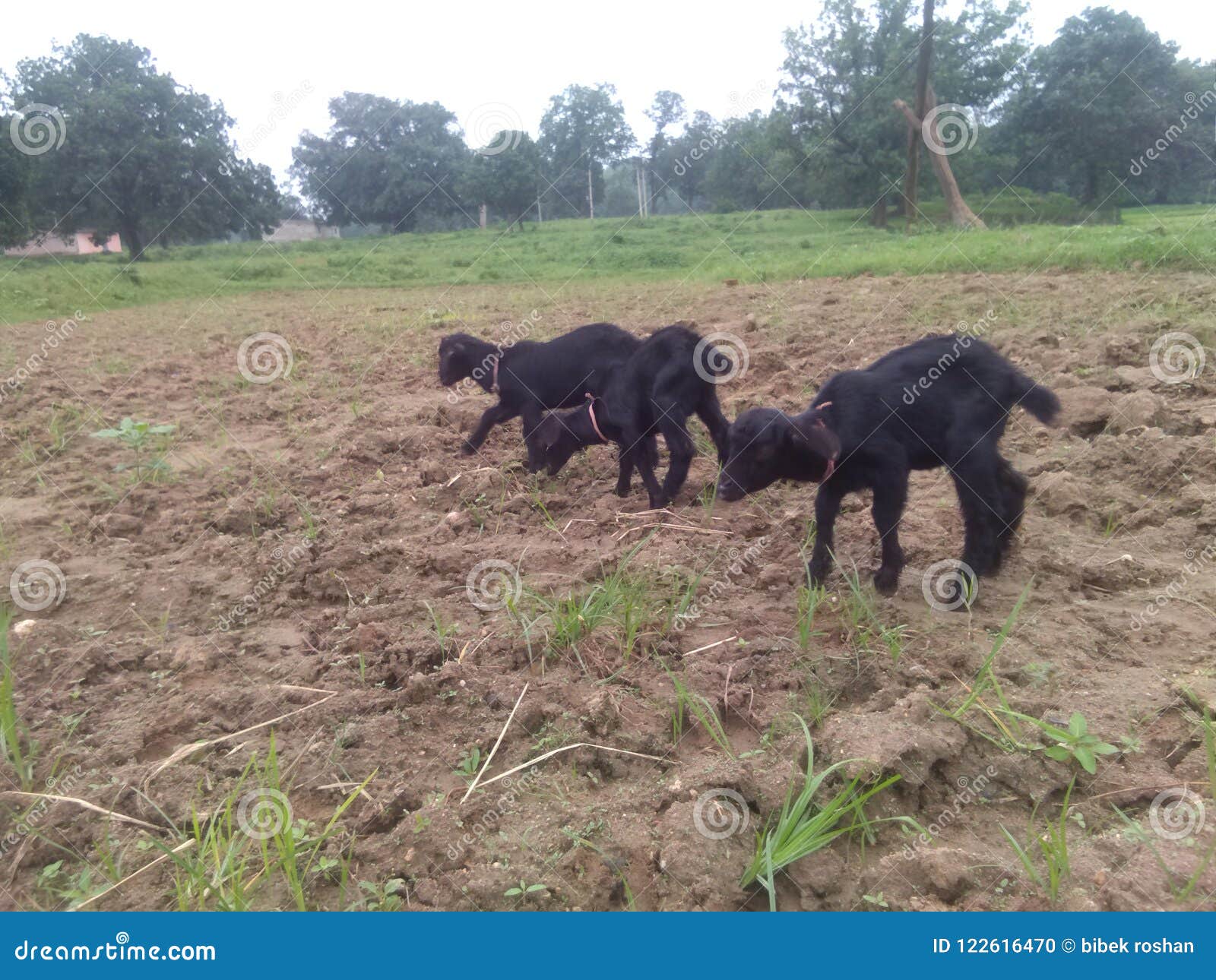 Kid& x27;s of got stock photo. Image of children - 122616470