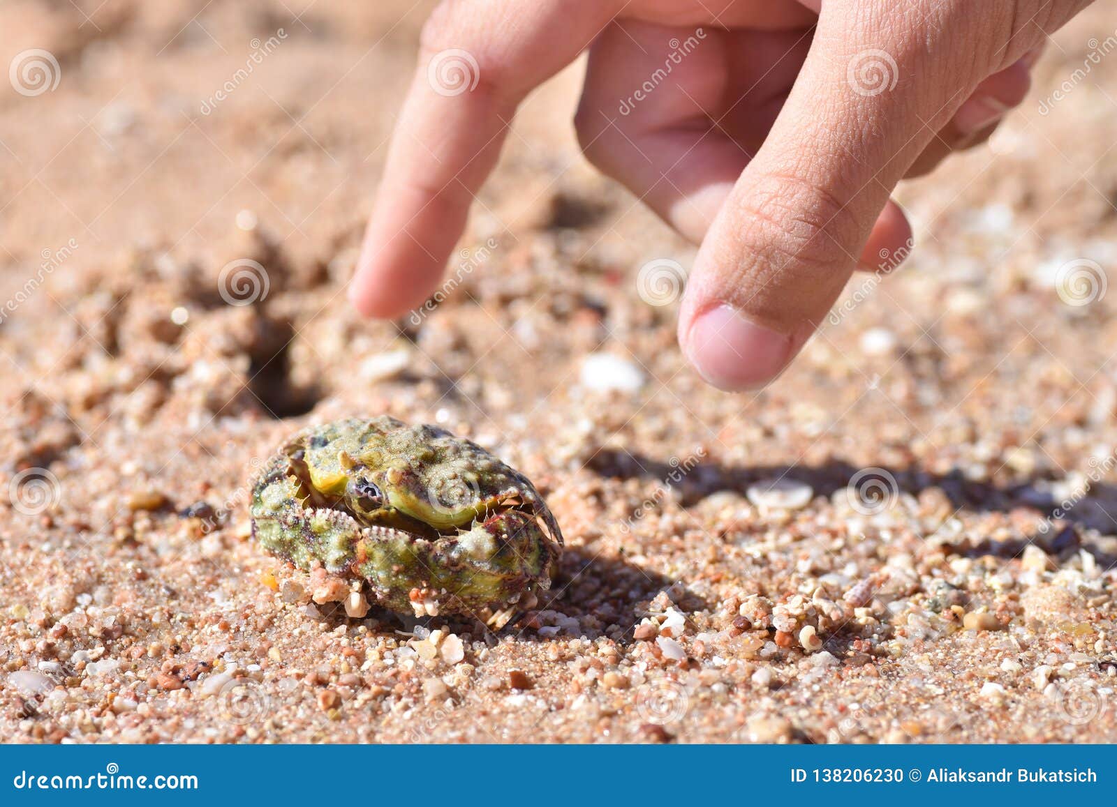 Children Hand Catches Sand Crab on the Beach Stock Photo - Image of ...