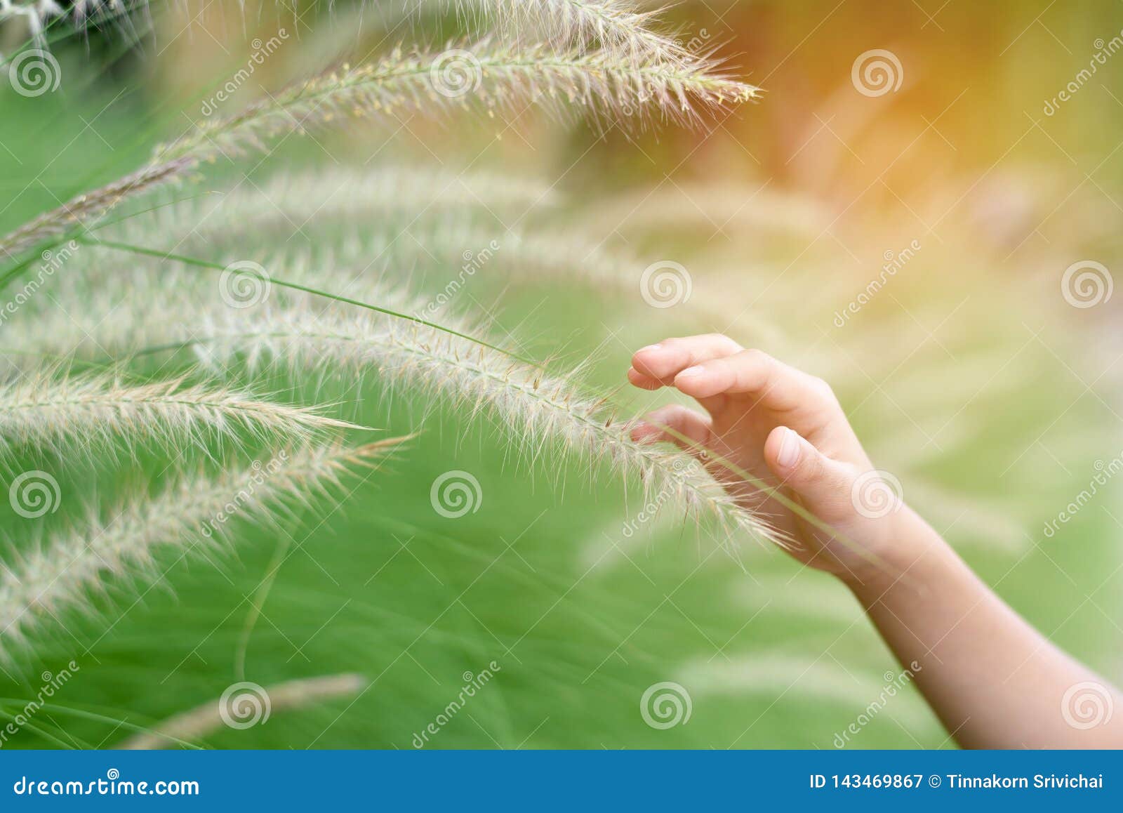 Children Hand Touch a Grass Stock Image - Image of playful, happiness ...