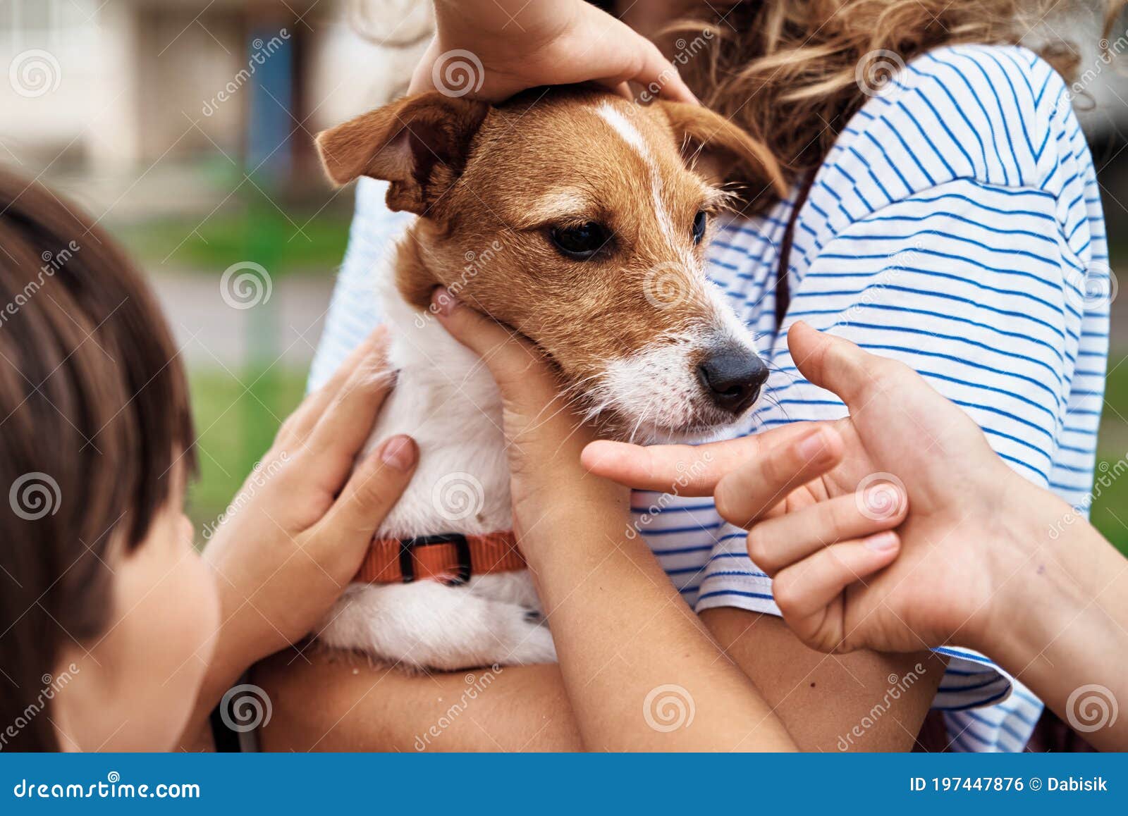 Children Hands Caressing Dog Outdoors. Owner Walks with a Dog Stock ...