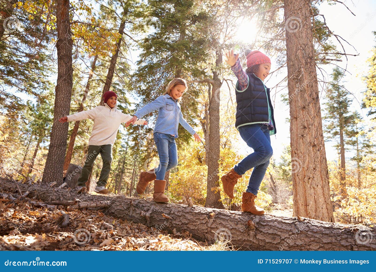 Children Having Fun and Balancing on Tree in Fall Woodland Stock Image ...