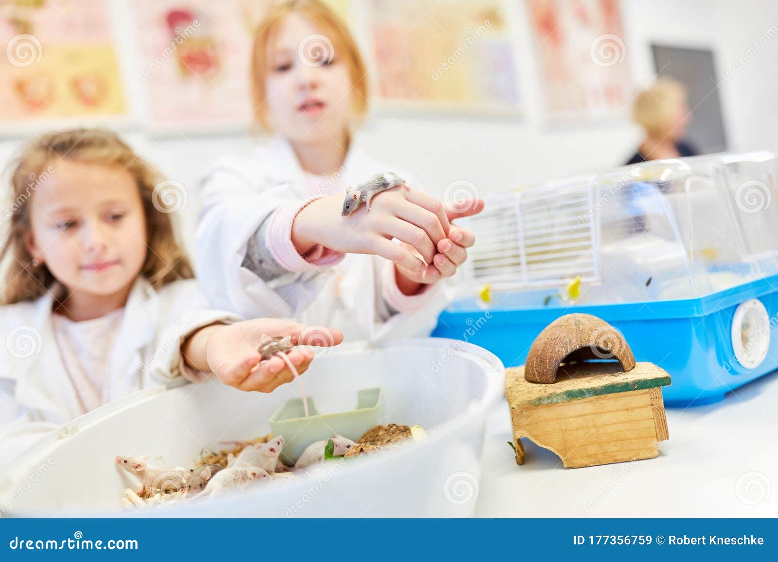 Children Keep Mice in Elementary School Biology Class Stock Image ...