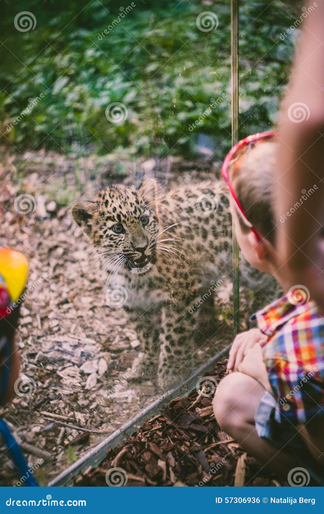 Children and leopard cub stock photo. Image of young - 57306936