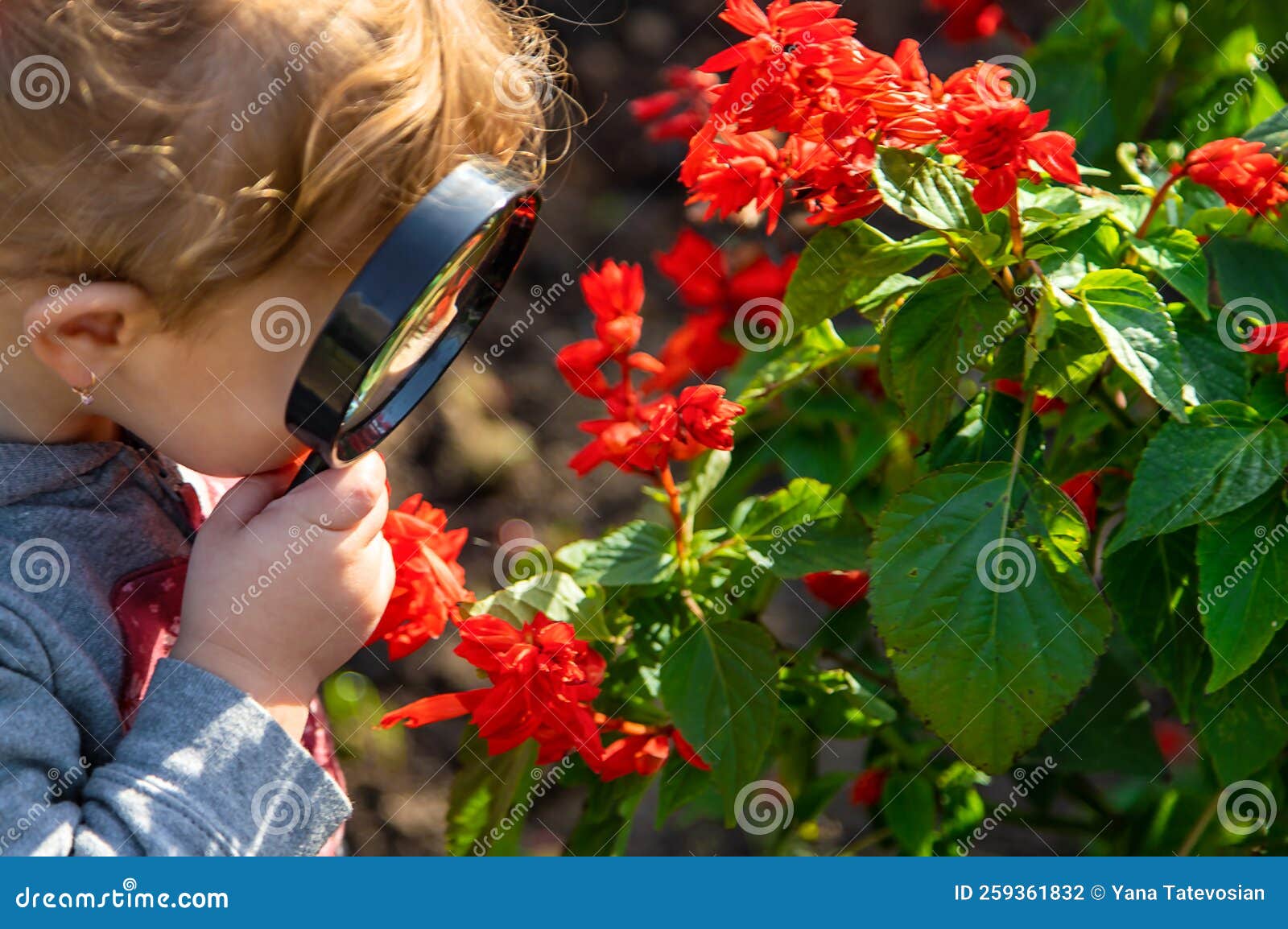 Children Look through a Magnifying Glass at a Plant. Selective Focus ...