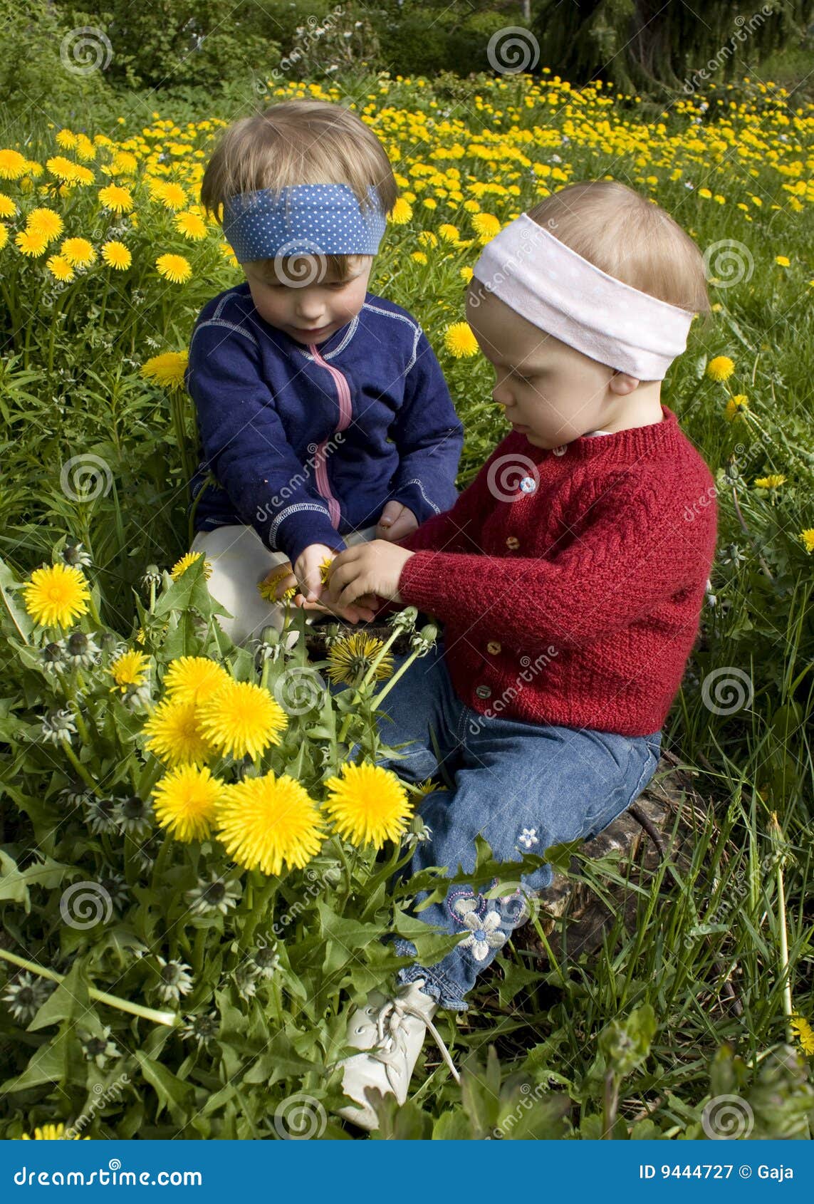 Children Picking Dandelions Stock Image - Image of give, calm: 9444727