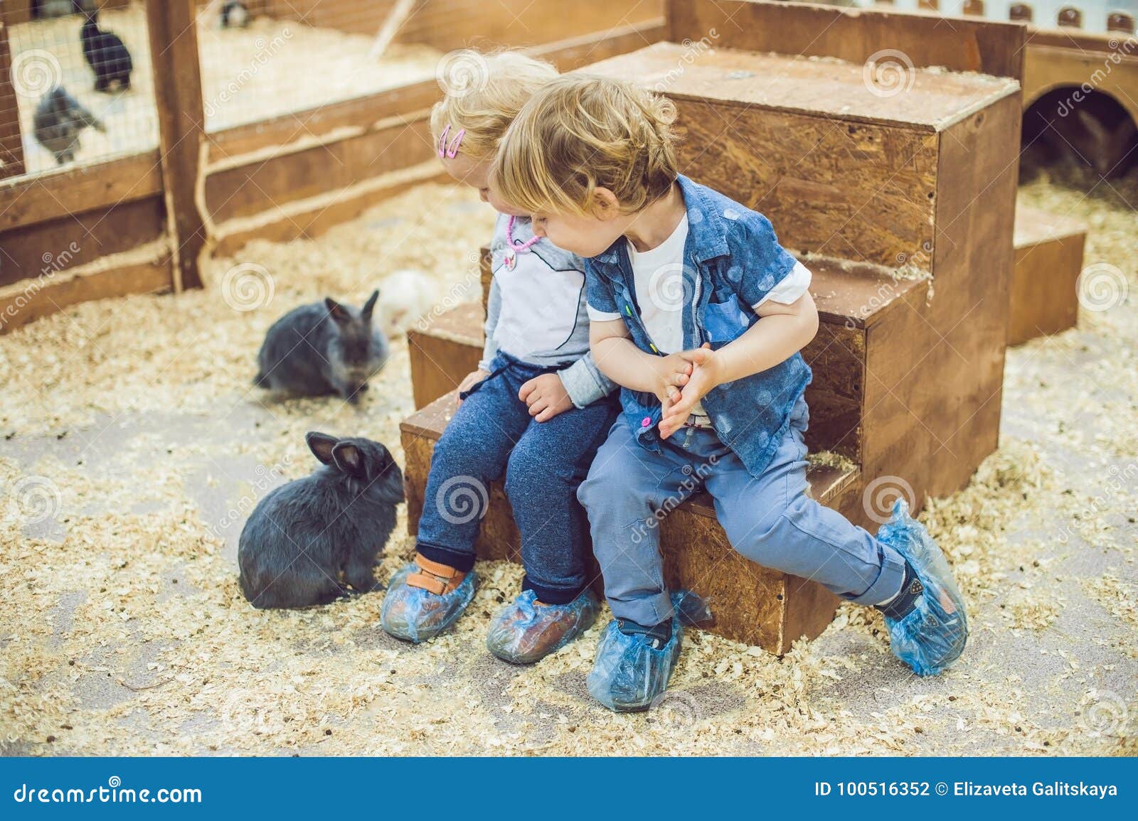 Children Play with the Rabbits in the Petting Zoo Stock Photo - Image ...