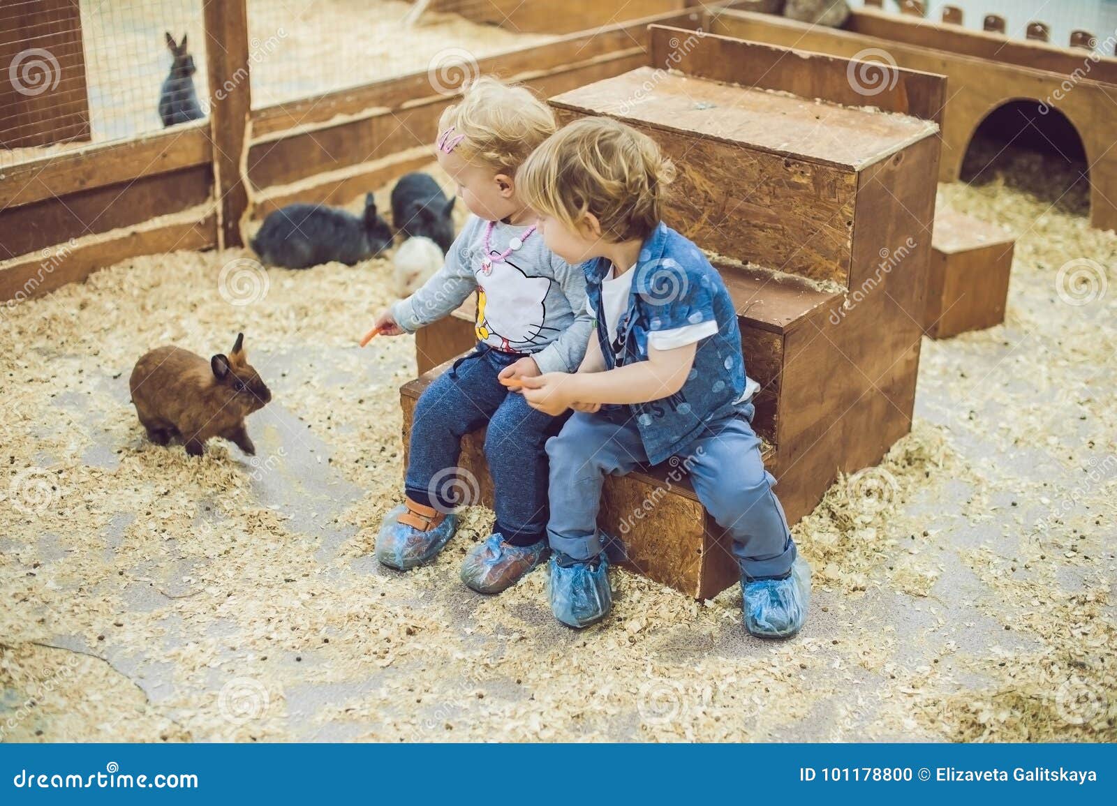 Children Play with the Rabbits in the Petting Zoo Stock Photo - Image ...
