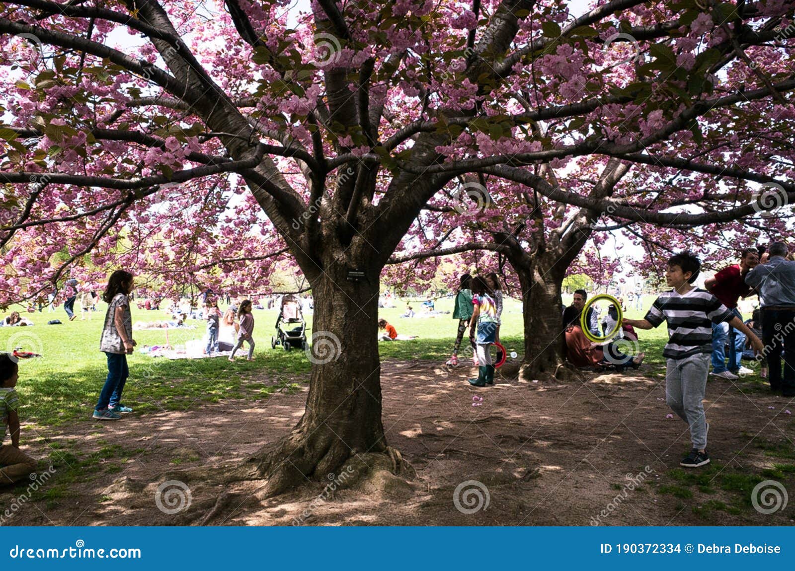 CHILDREN PLAYING UNDER the CHERRY BLOSSOM TREES Editorial Stock Image ...