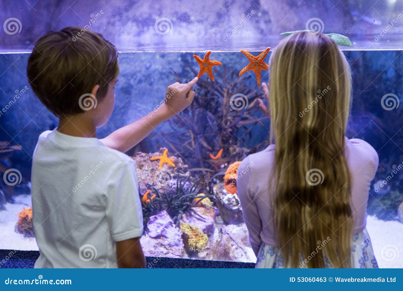 Children Pointing at Starfish in Tank Stock Image - Image of focused ...