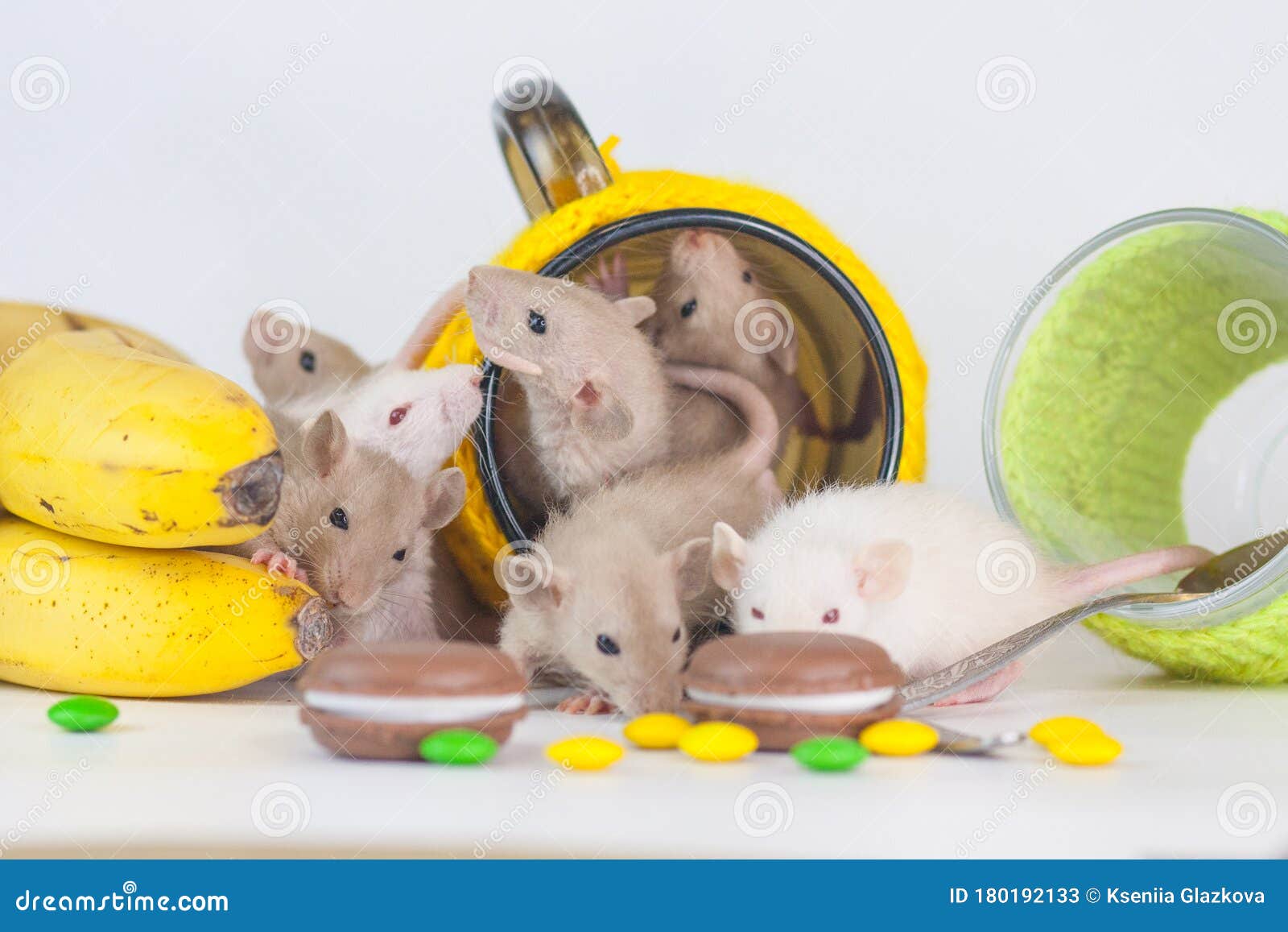 Children Rats on a White Background among Cups Stock Image - Image of ...