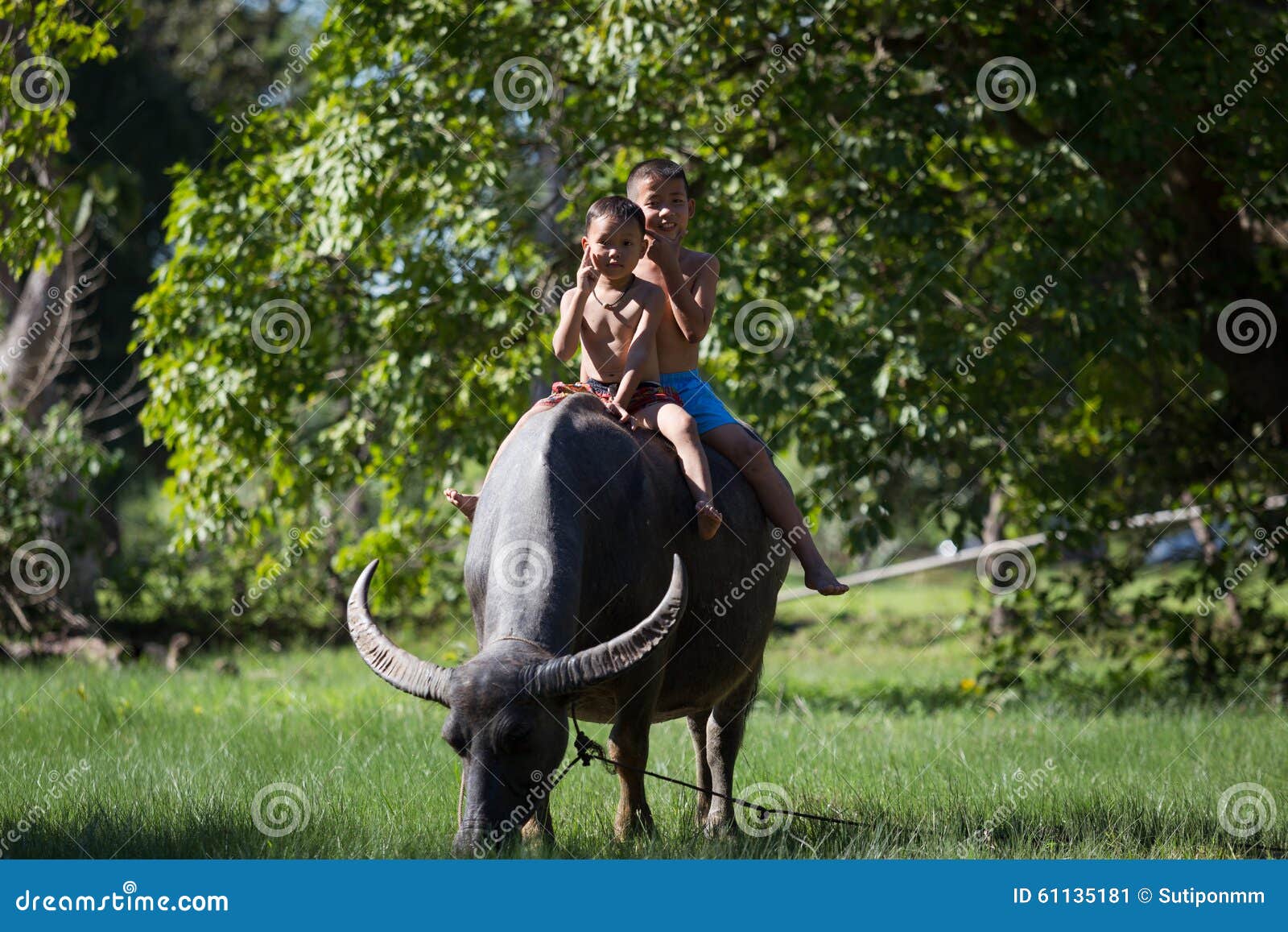 Children Riding on a the Buffalo Stock Image - Image of culture, herd ...