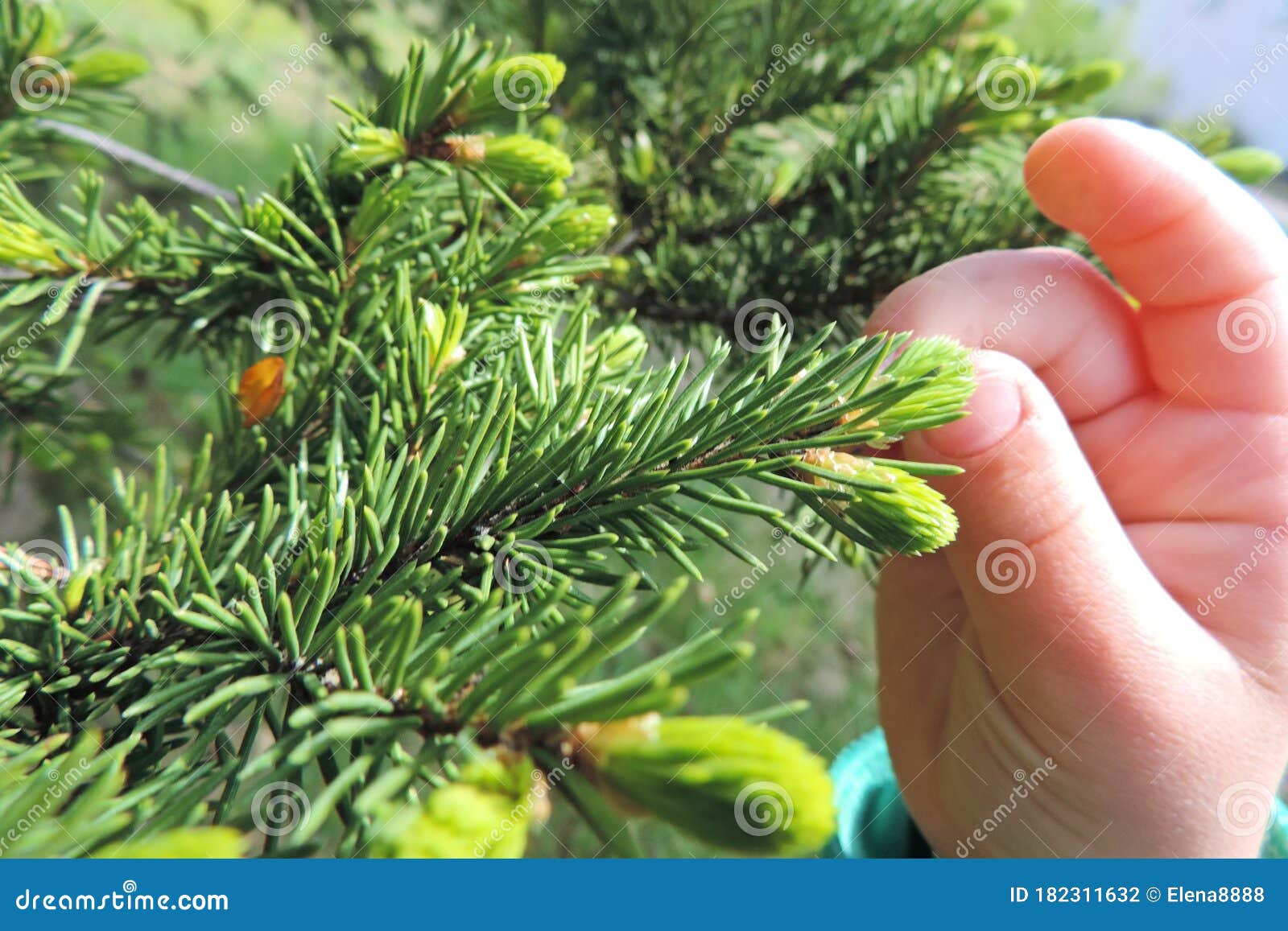 Children`s Fingers Touch the Needles Stock Photo - Image of childhood ...
