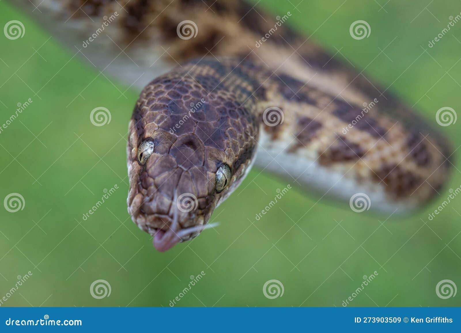 Children s Python stock image. Image of flickereing - 273903509