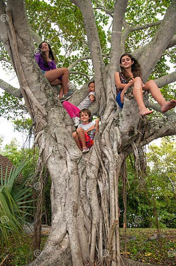 Children up on a tree stock photo. Image of blond, beautiful - 36854130