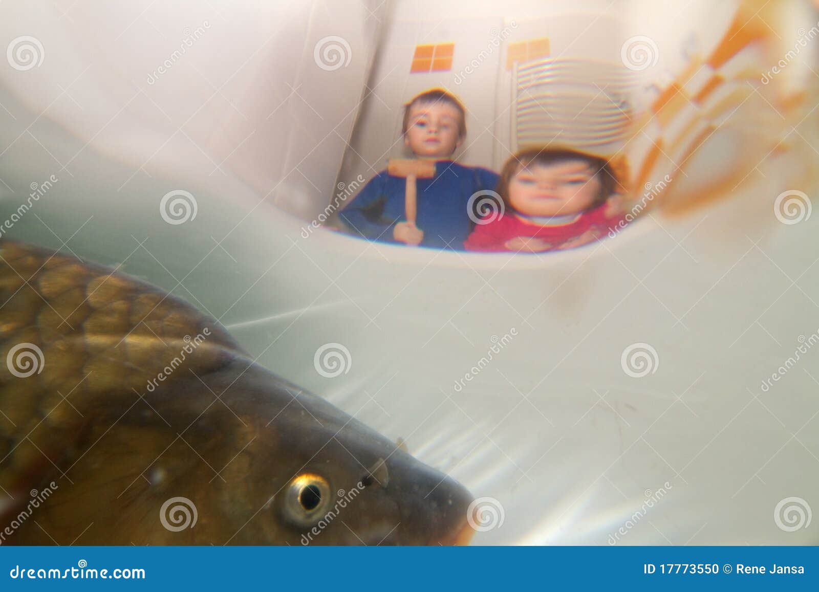 Children watching fish stock photo. Image of kids, brother - 17773550